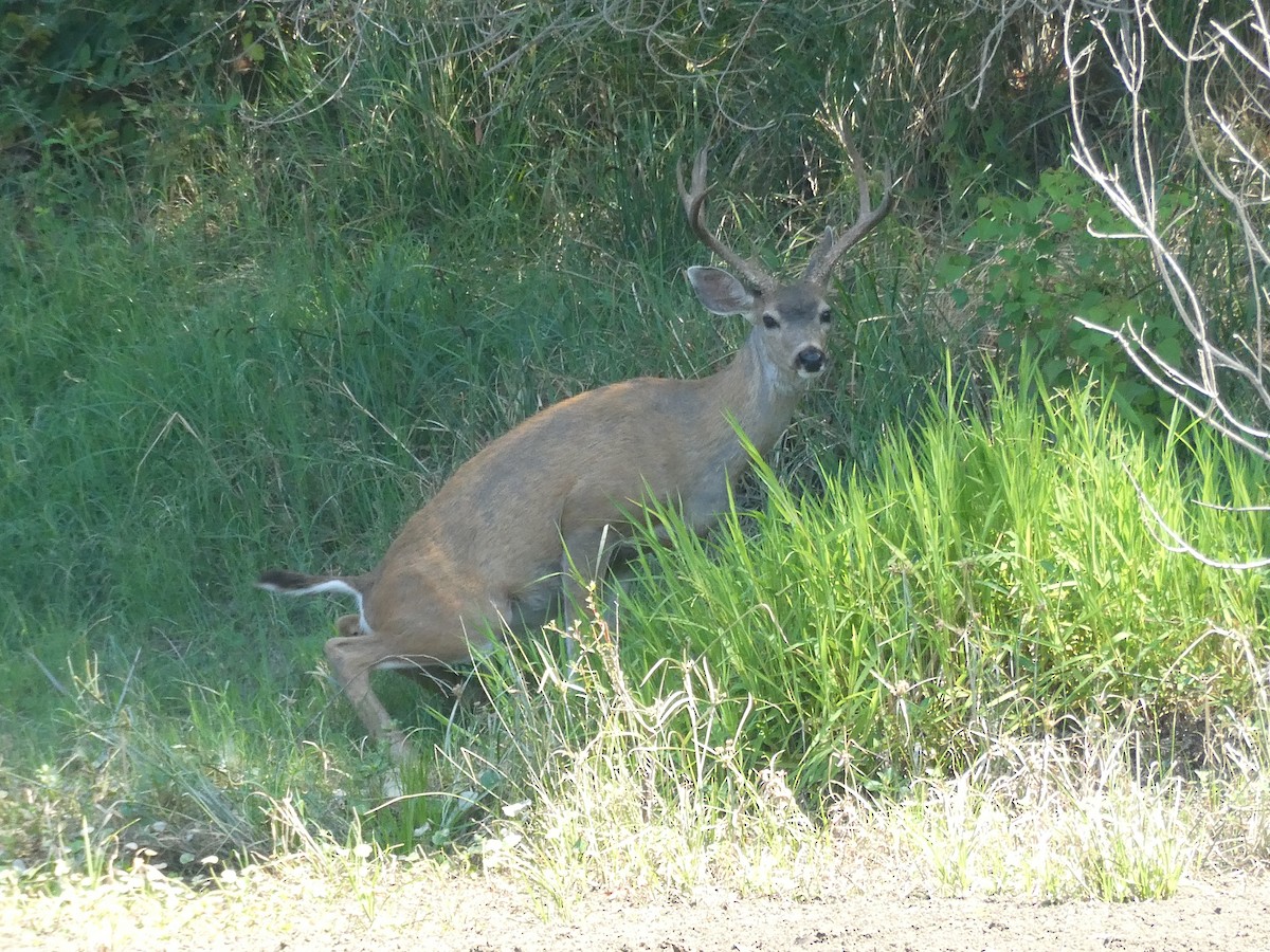 eBird Checklist - 25 Aug 2025 - American River Parkway behind condo ...