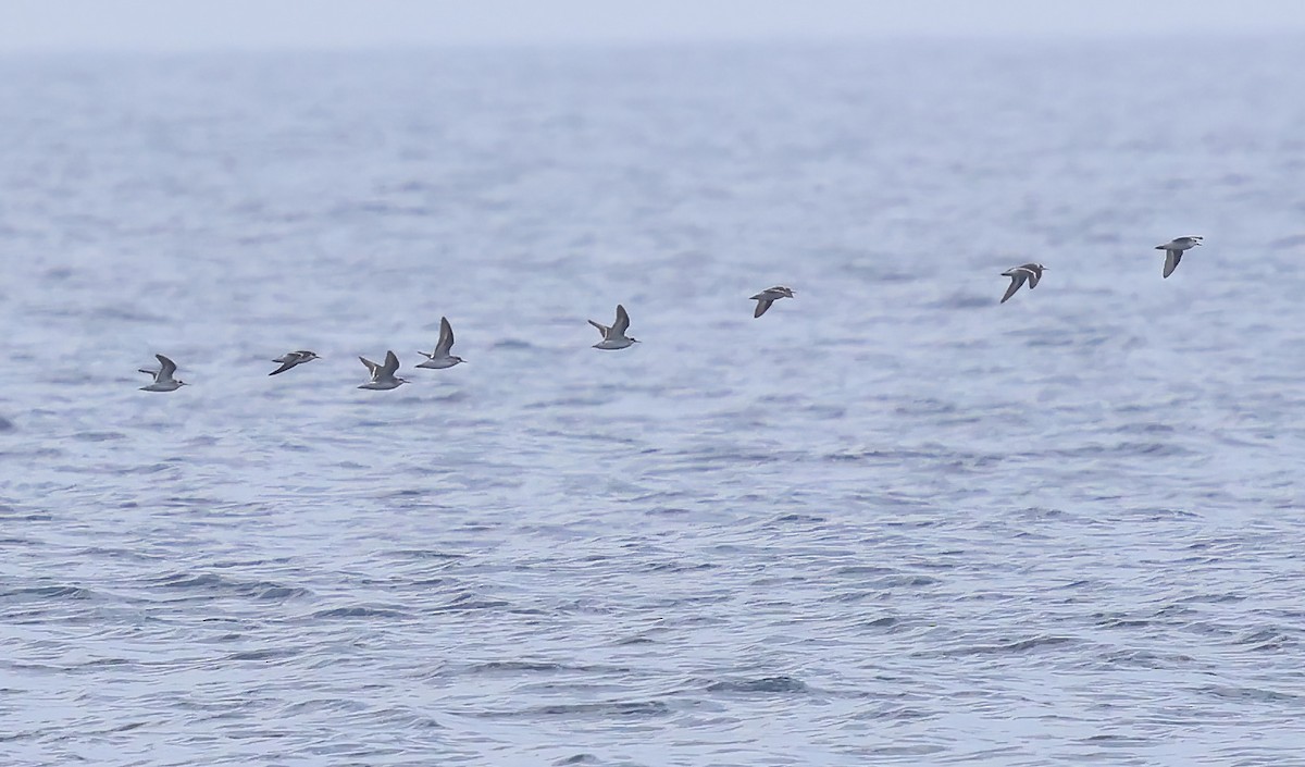 eBird Checklist - 23 Aug 2025 - Thirty Mile Bank (SD Co.) - 17 species ...