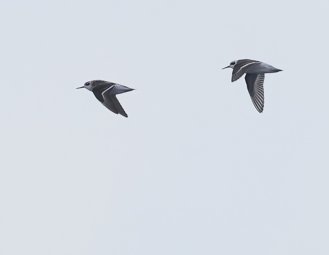 eBird Checklist - 23 Aug 2025 - Thirty Mile Bank (SD Co.) - 13 species ...