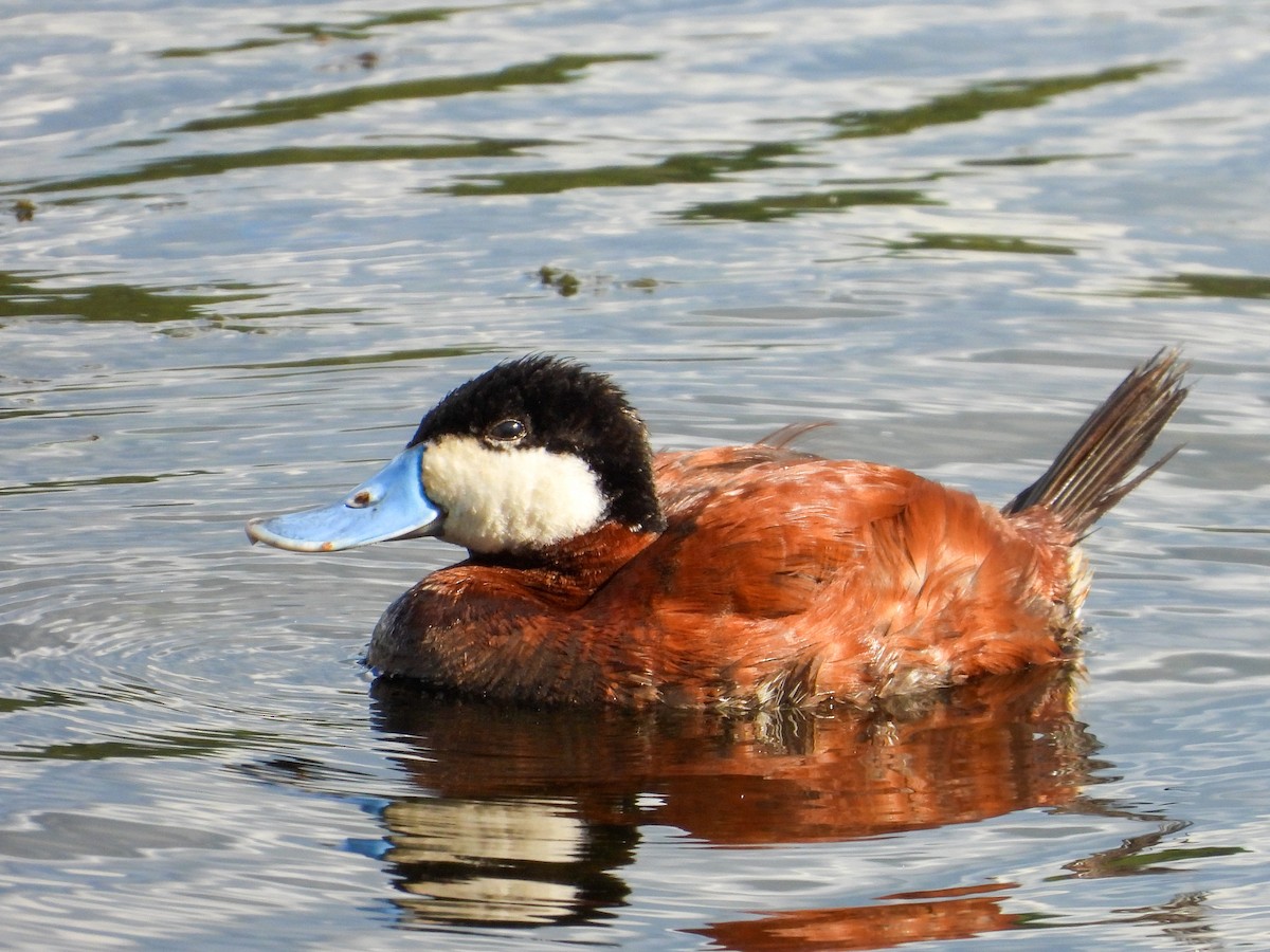 ML640837817 - Ruddy Duck - Macaulay Library