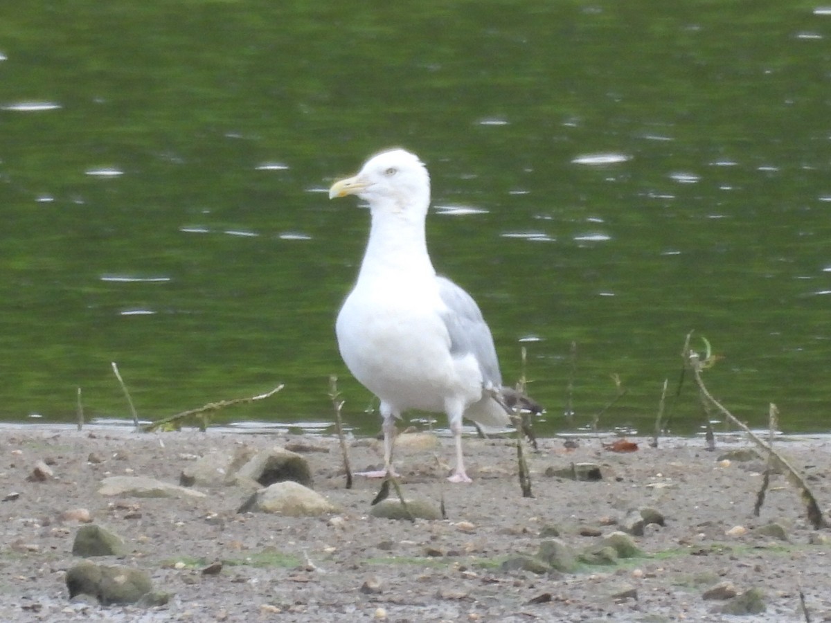 eBird Checklist - 25 Aug 2025 - Walborn Reservoir (Stark Co.) - 34 species