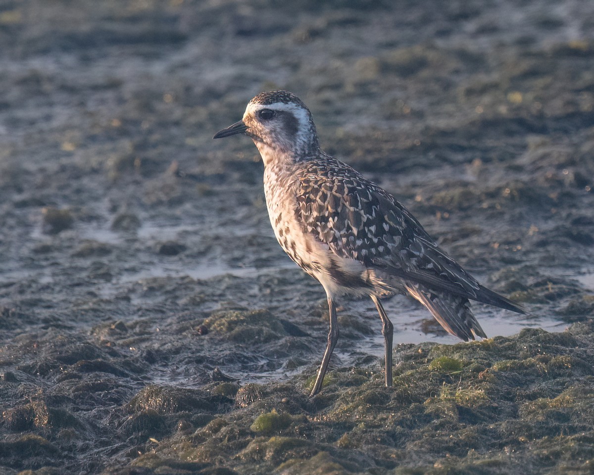 eBird Checklist - 22 Aug 2025 - Fowler Rd. Irrigation Pond - 10 species