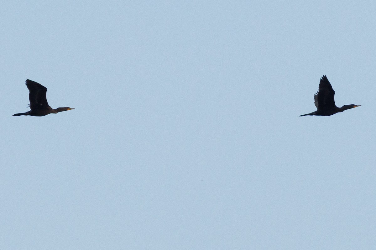 eBird Checklist - 23 Aug 2025 - Chautauqua NWR--Beer Can Spot - 47 species