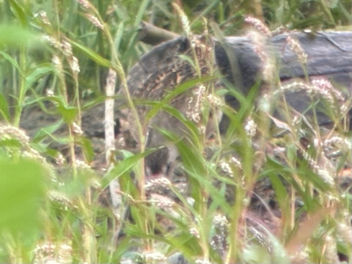 eBird Checklist - 25 Aug 2025 - NY:TOM:Lansing: Myers Pt - 14 species