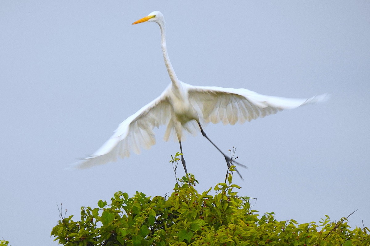 eBird Checklist - 26 Aug 2025 - Lambert's Point - 21 species (+1 other ...