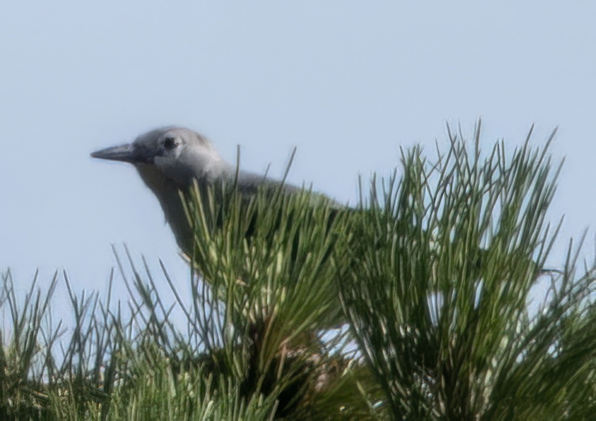 ML640872103 - Clark's Nutcracker - Macaulay Library