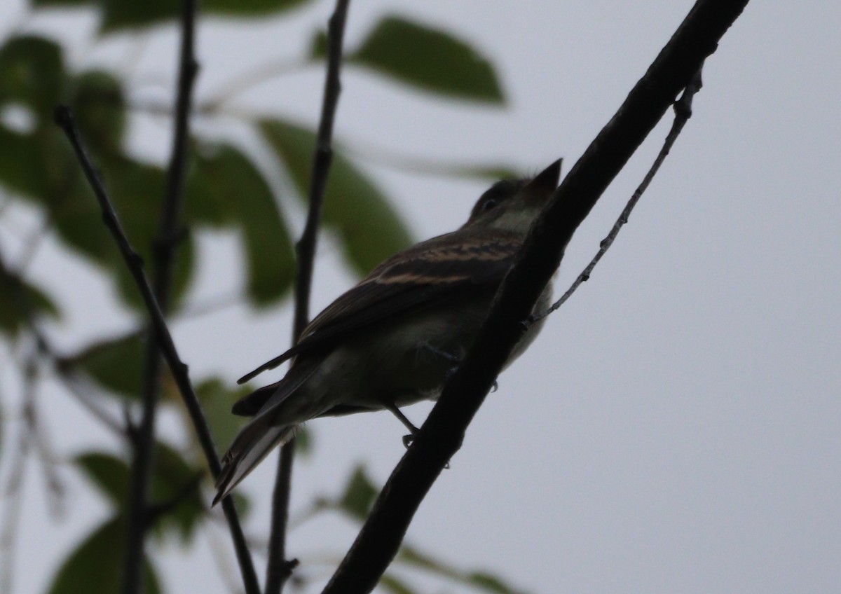 eBird Checklist - 26 Aug 2025 - Cross Bronx Expressway by Major Deegan ...