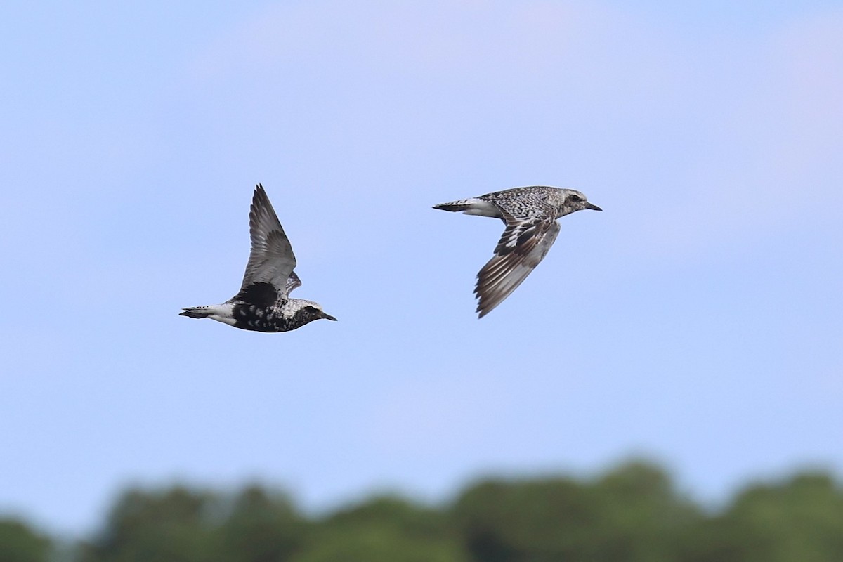 eBird Checklist - 26 Aug 2025 - Elkins Marsh - 30 species (+1 other taxa)