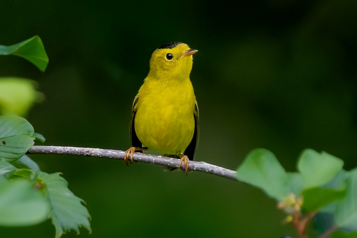 ML640889437 - Wilson's Warbler - Macaulay Library