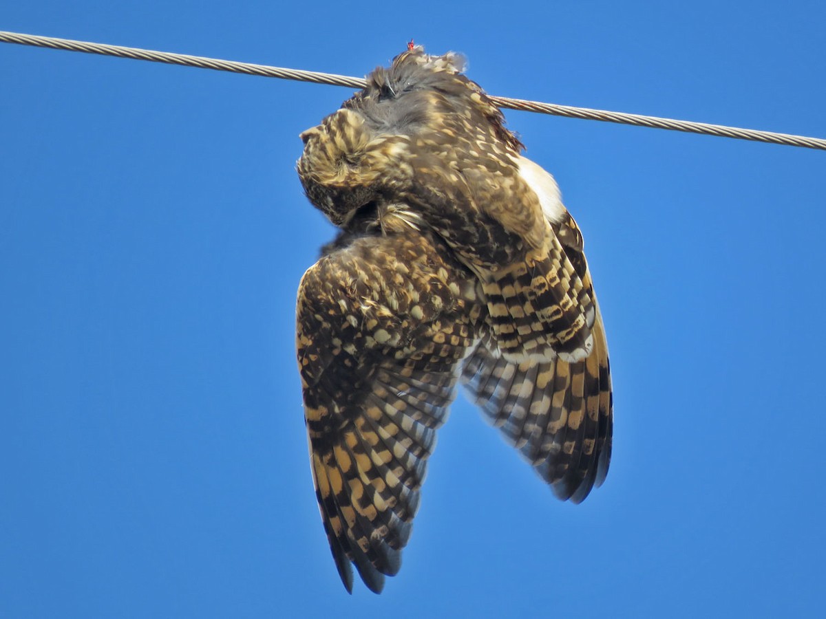 Short-eared Owl - Asio flammeus - Media Search - Macaulay Library and eBird
