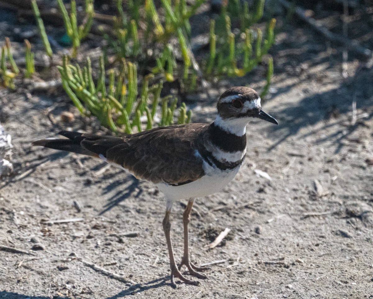 eBird Checklist - 26 Aug 2025 - Bolsa Chica Ecological Reserve - 28 ...