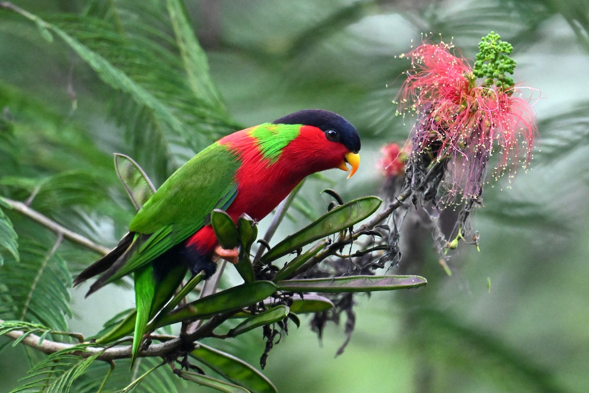 ML640901954 - Collared Lory - Macaulay Library
