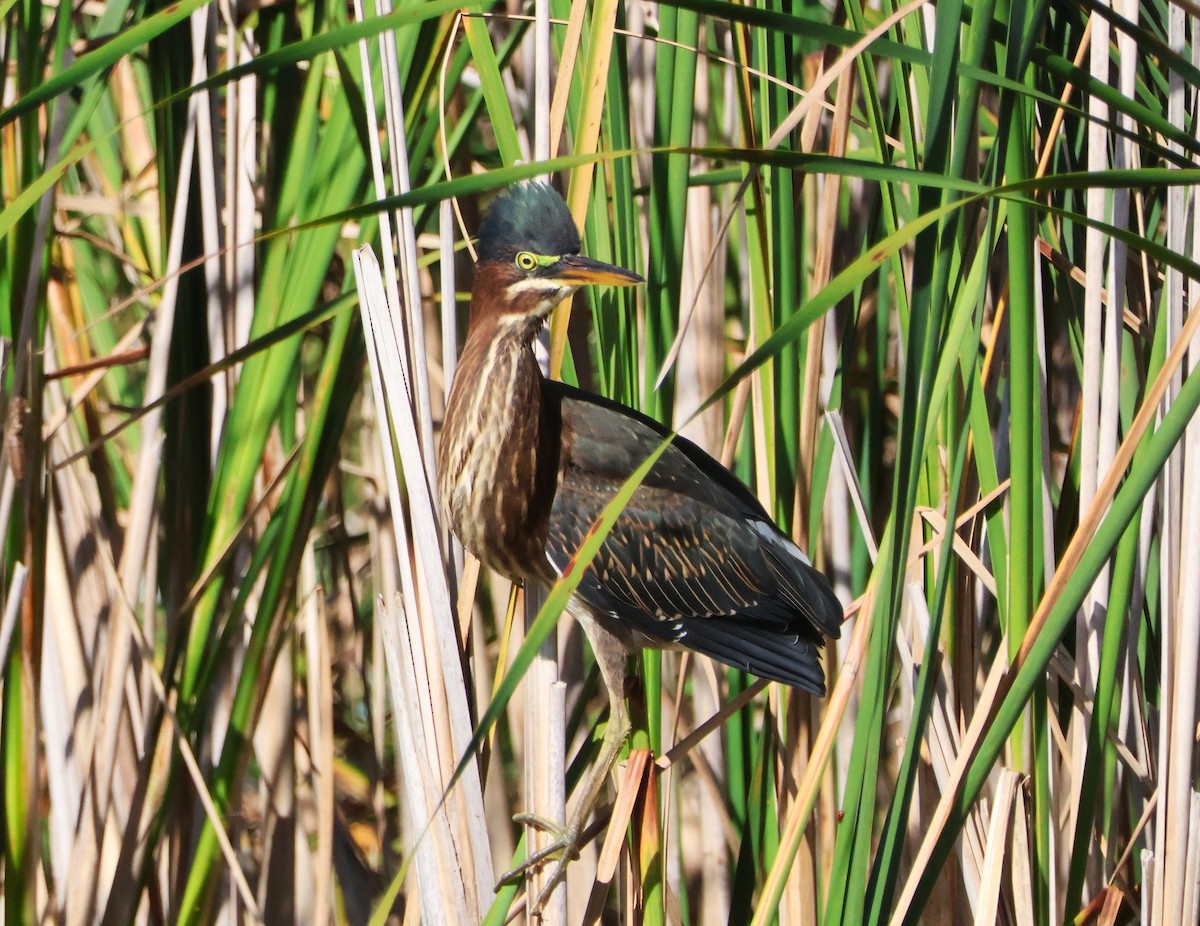 eBird Checklist - 27 Aug 2025 - North Park Village Nature Center ...