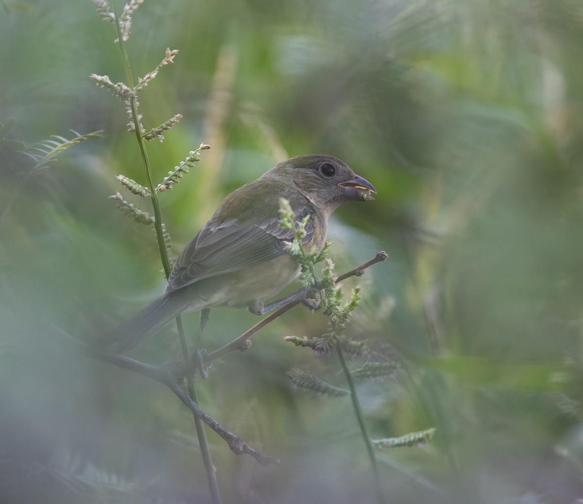 eBird Checklist - 27 Aug 2025 - Riparian Preserve at Gilbert Water ...
