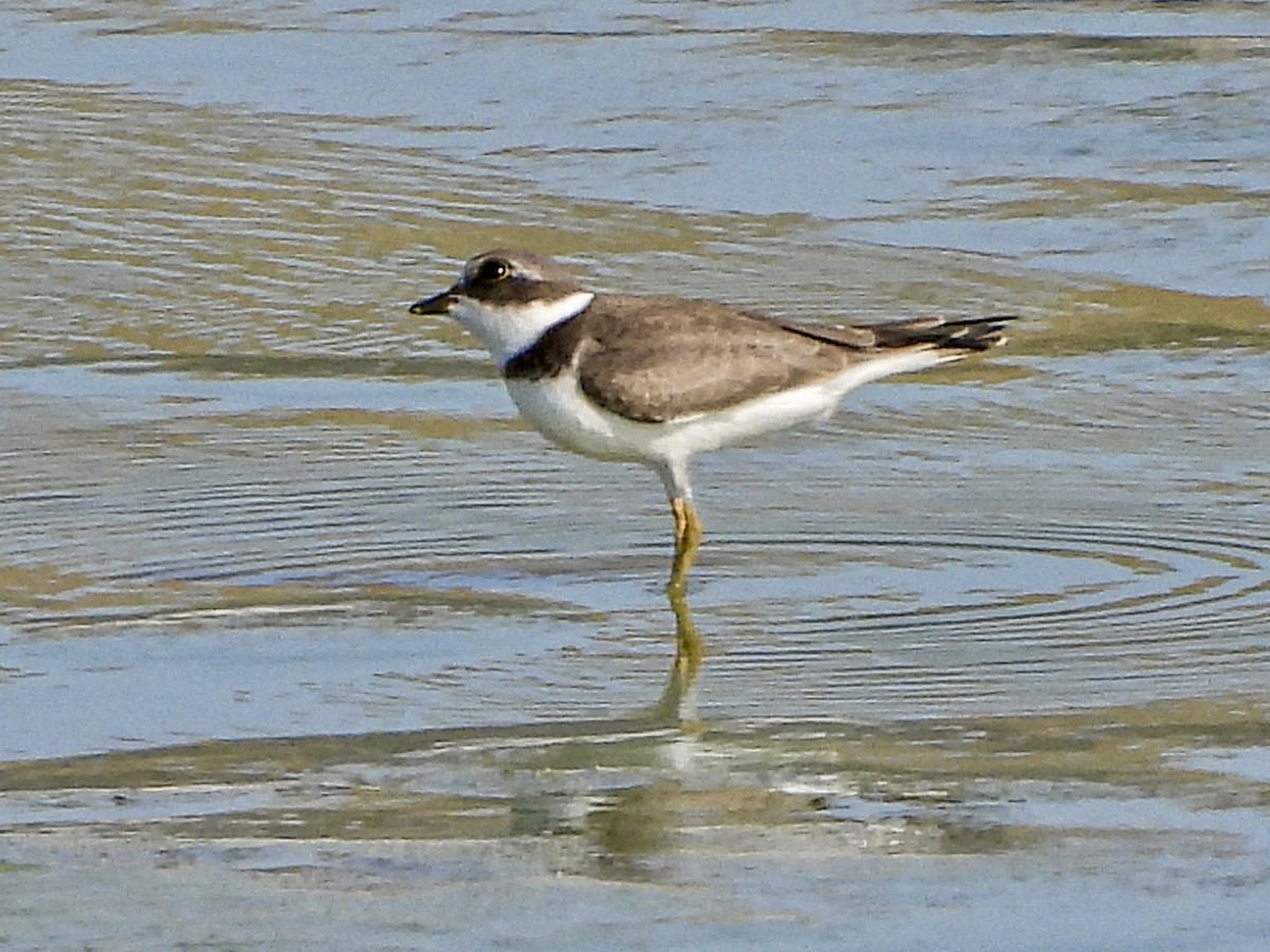 eBird Checklist - 27 Aug 2025 - Lincoln WTP--East Ponds (restricted ...