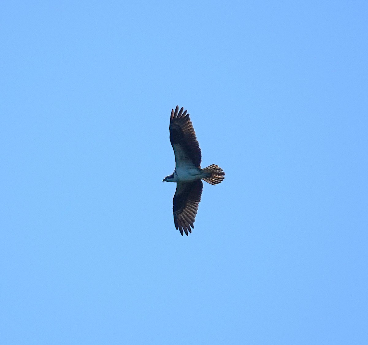 eBird Checklist - 27 Aug 2025 - Angora Fruit Farm - 28 species