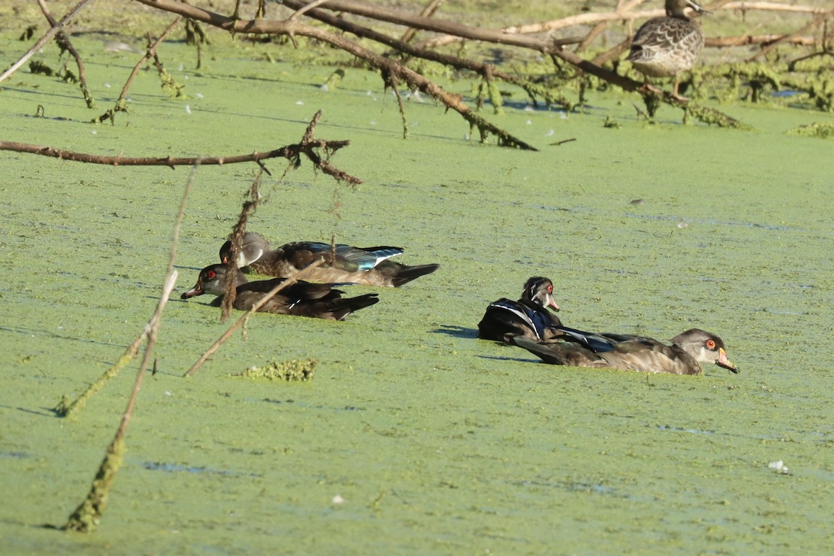eBird Checklist - 27 Aug 2025 - Point Pelee National Park (general ...