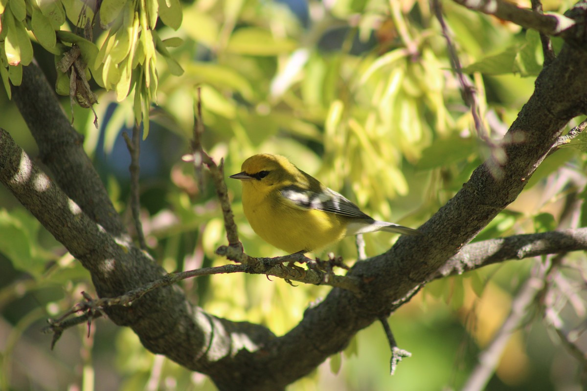 eBird Checklist - 27 Aug 2025 - Meridian Park - 24 species