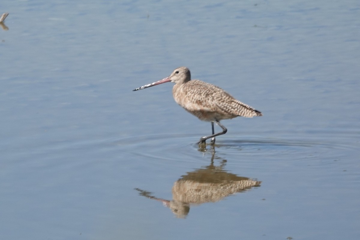 eBird Checklist - 27 Aug 2025 - Piute Ponds (permit required) - 78 ...