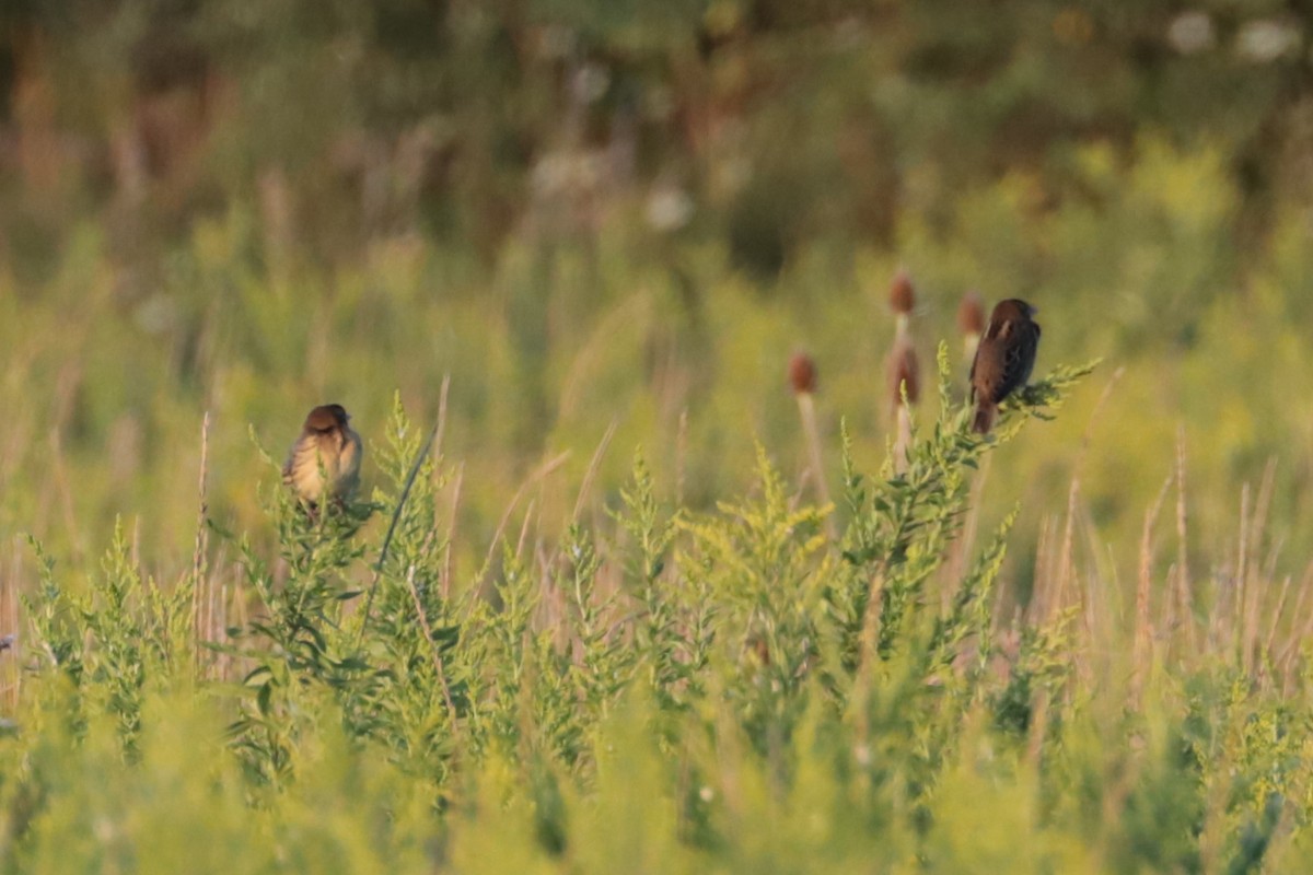 Pennsylvania Bird Atlas Checklist - 27 Aug 2025 - 406 Upper Georges Valley Rd, Spring Mills US ...