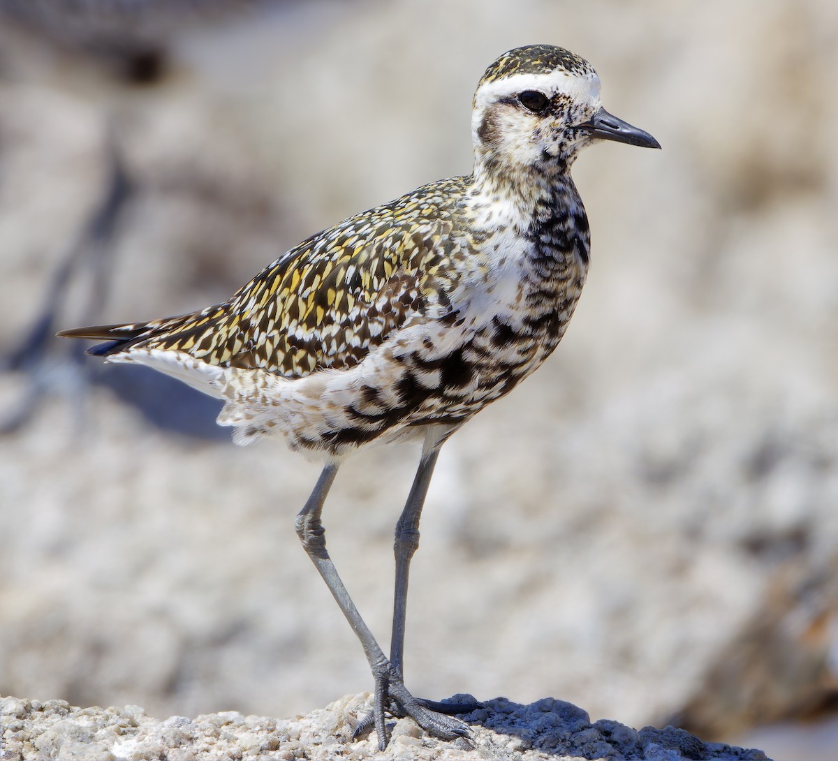 eBird Checklist - 27 Aug 2025 - Asilomar SB--rocky shore only [Jewell ...