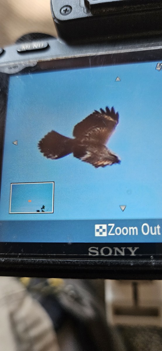 eBird Checklist - 26 Aug 2025 - Dave’s Biosphere North (private) - 46 species