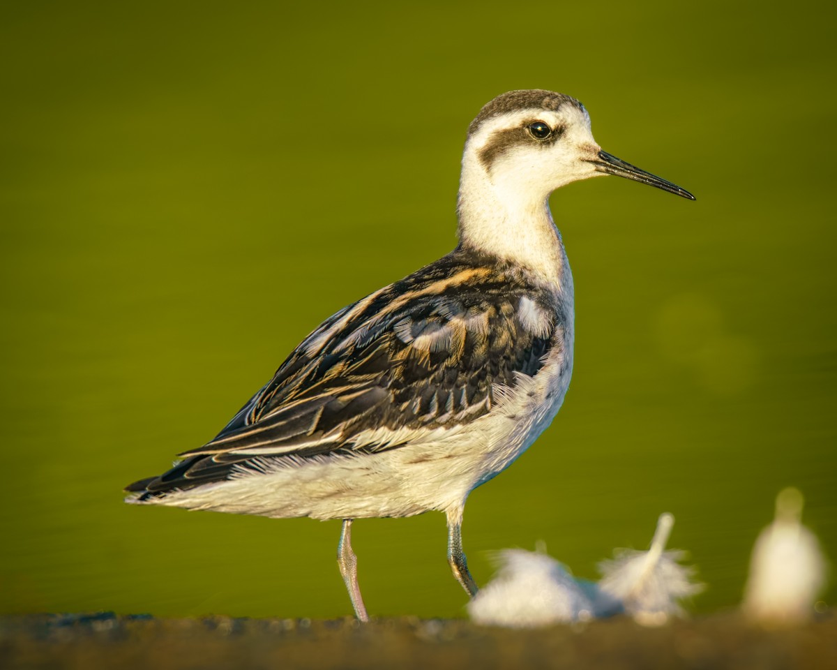 eBird Checklist - 28 Aug 2025 - Hoover Reservoir--Sunbury Causeway and ...