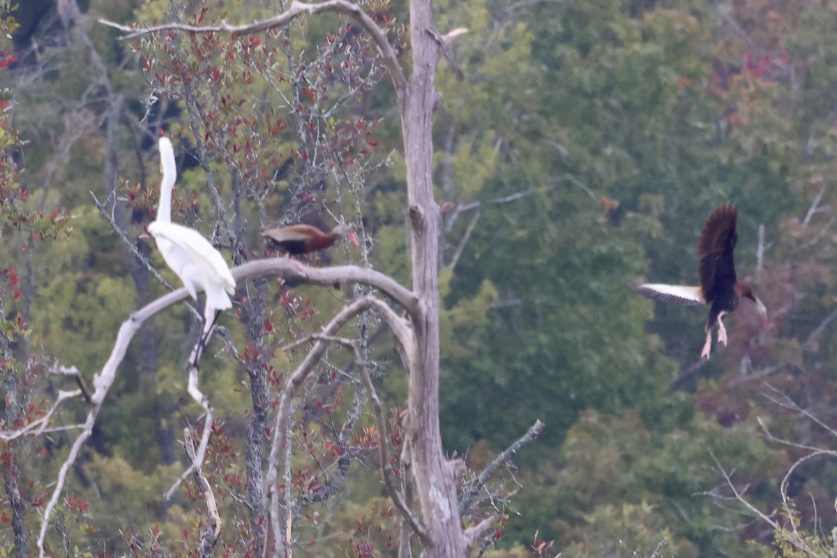 eBird Checklist - 28 Aug 2025 - Hickory Top WMA - 40 species