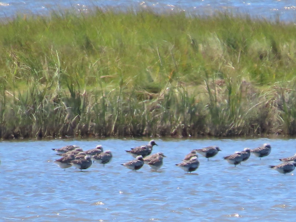 eBird Checklist - 27 Aug 2025 - Edwin B. Forsythe NWR (formerly Brig ...