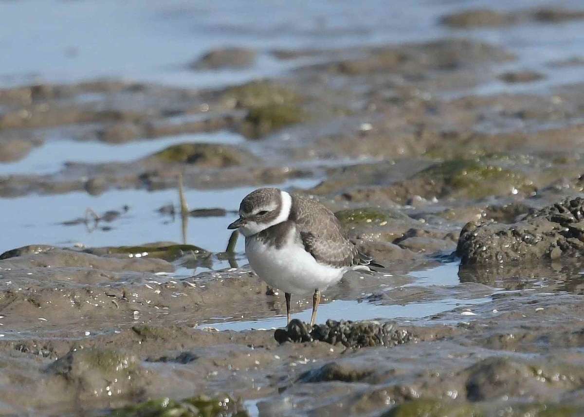 eBird Checklist - 28 Aug 2025 - Bob & Betty Cummings Memorial Park - 42 ...