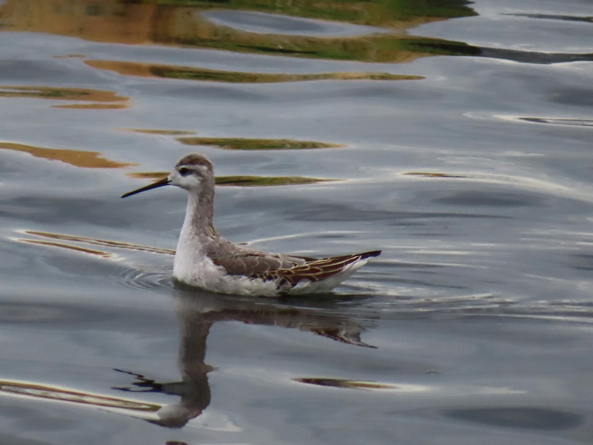 eBird Checklist - 27 Aug 2025 - Station d'épuration, Cap-St-Ignace - 21 ...