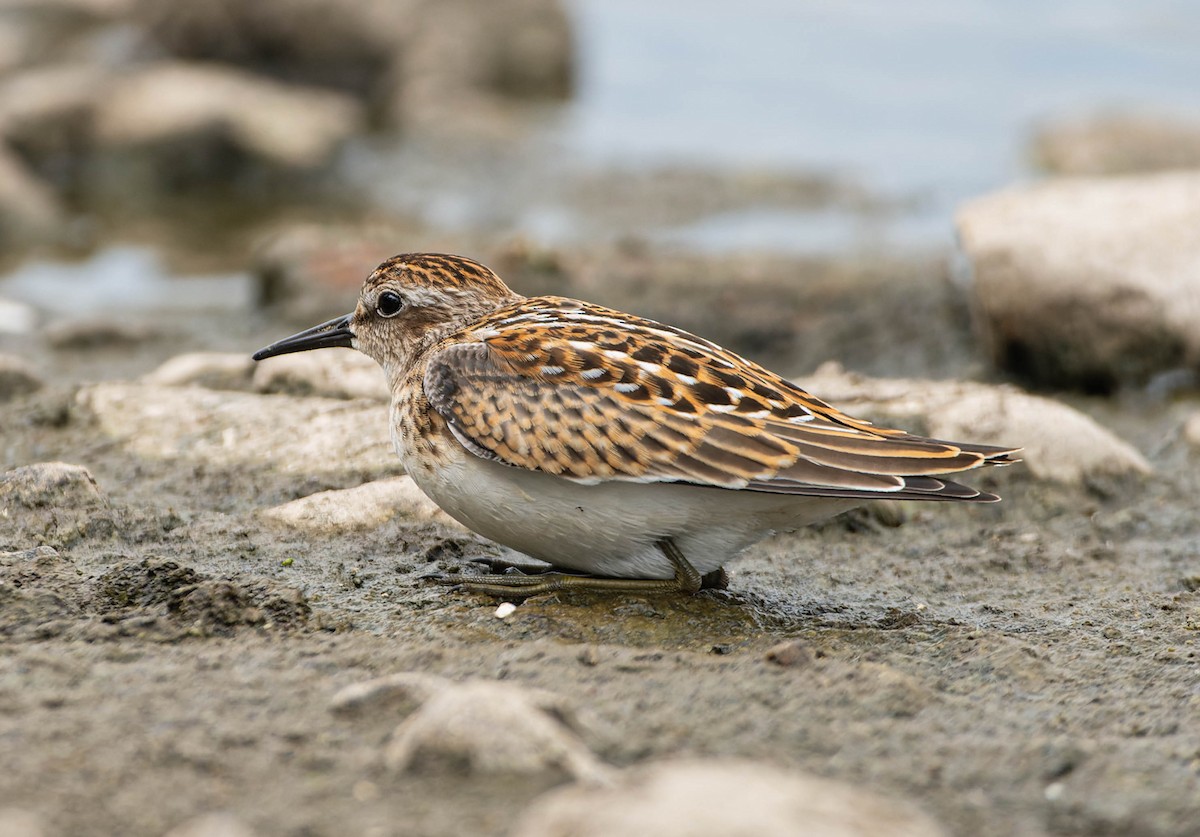 eBird Checklist - 28 Aug 2025 - RN Baie-Missisquoi - 14 species