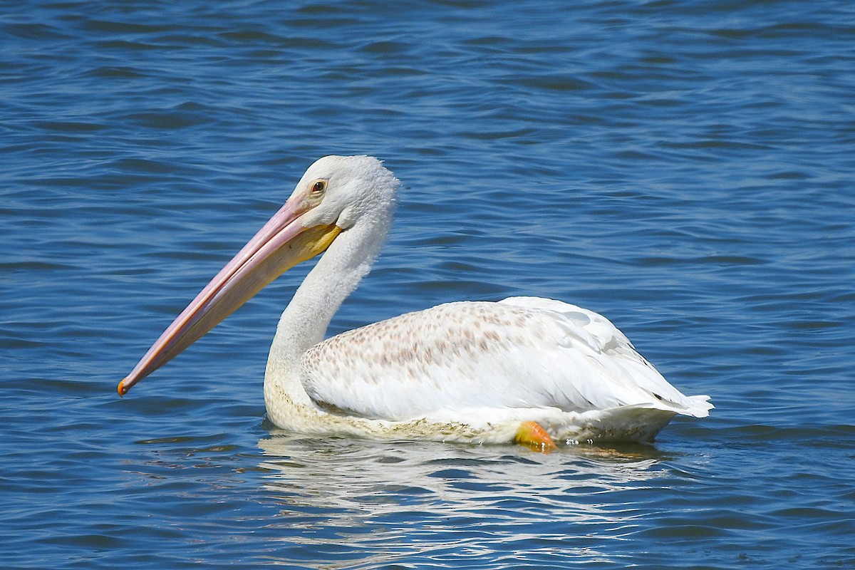 eBird Checklist - 28 Aug 2025 - Craney Island Disposal Area (restricted ...