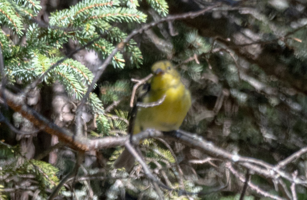 eBird Checklist - 28 Aug 2025 - Rainbow Flowage--Swamp Creek Landing ...