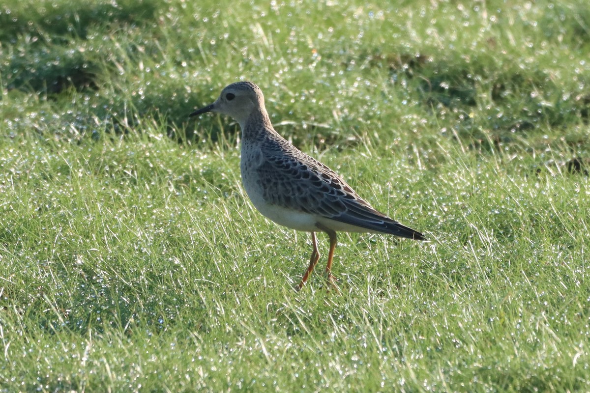 eBird Checklist - 29 Aug 2025 - **Back Bay NWR - 34 species