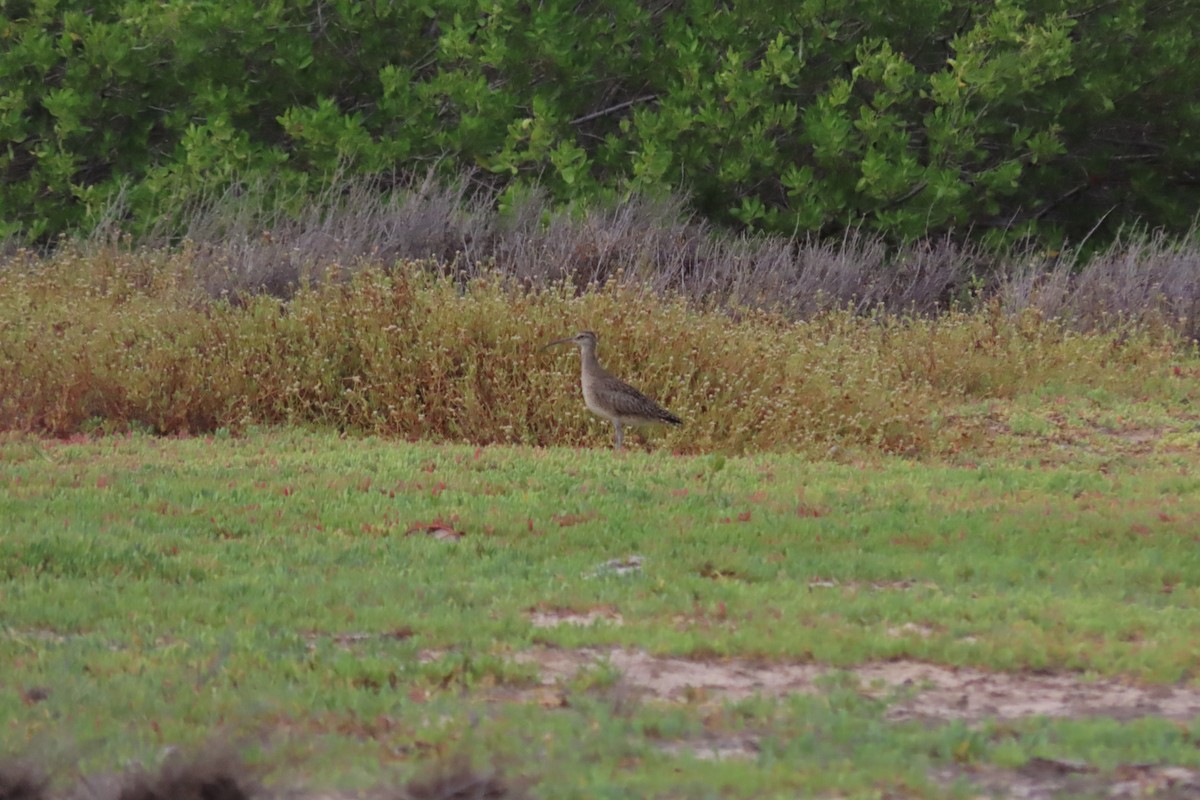 eBird Checklist - 27 Aug 2025 - Klein Curaçao - 21 species