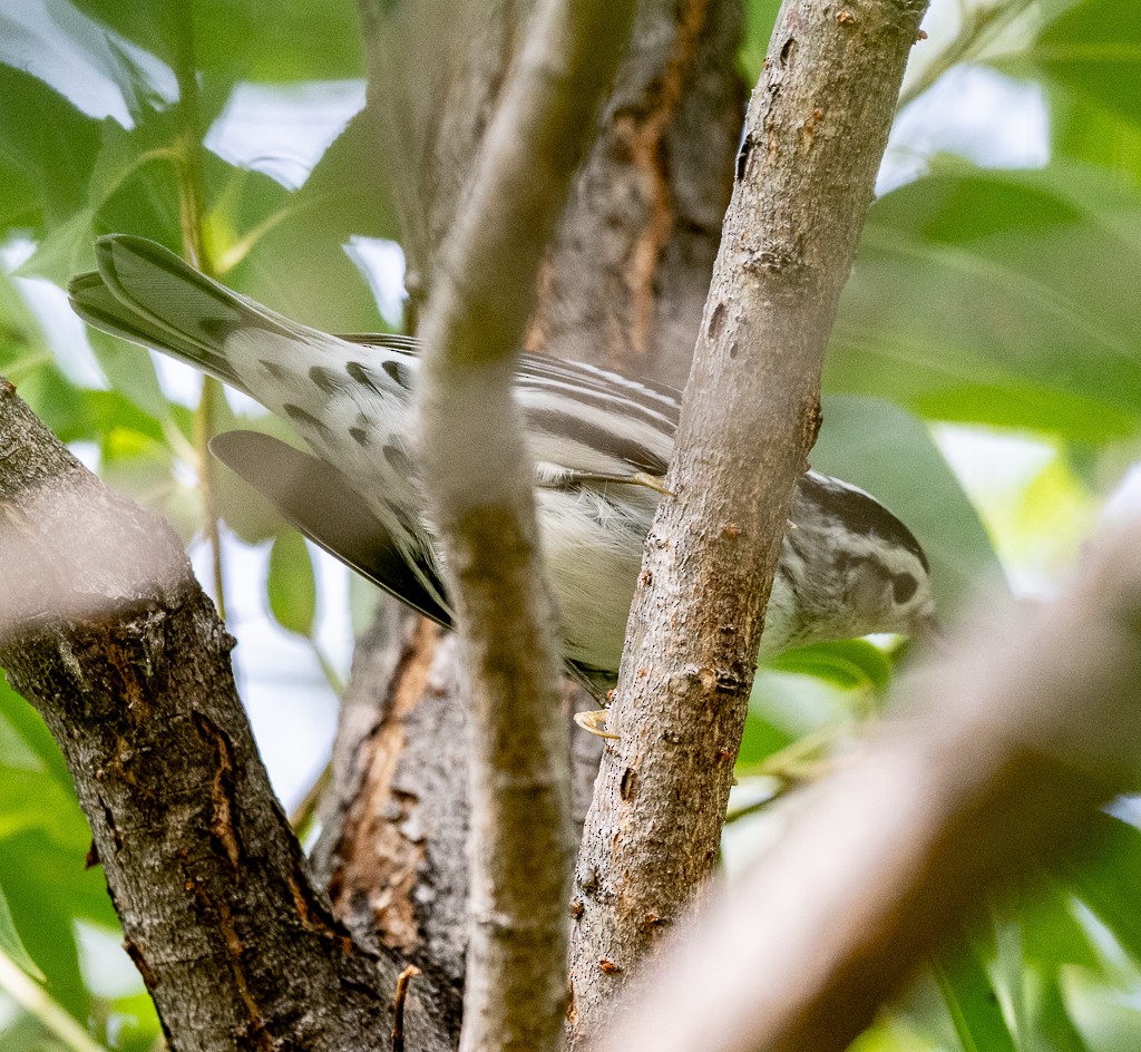 eBird Checklist - 29 Aug 2025 - Annette Brand Park, Louisville ...