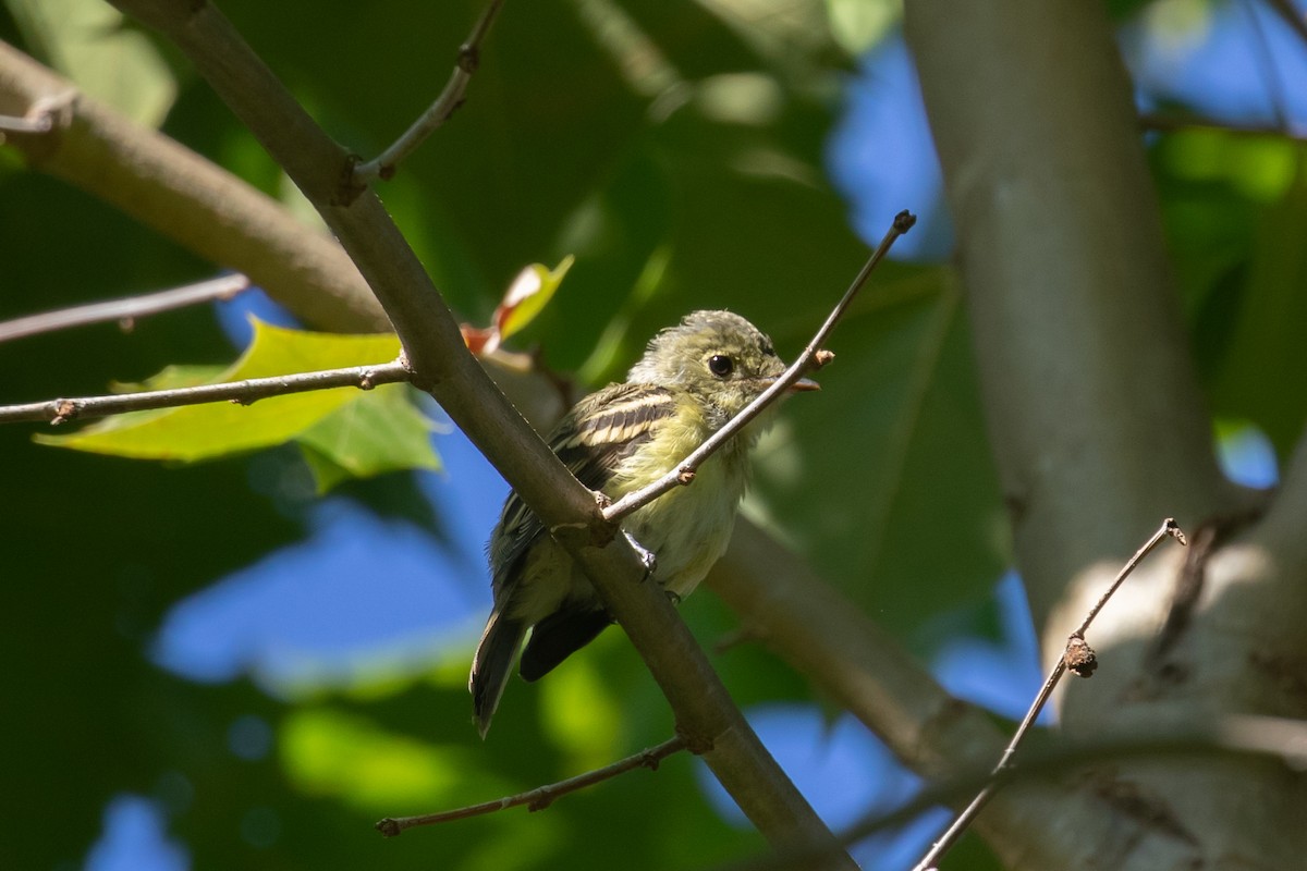 eBird Checklist - 27 Aug 2025 - Middle Run Natural Area - 37 species ...