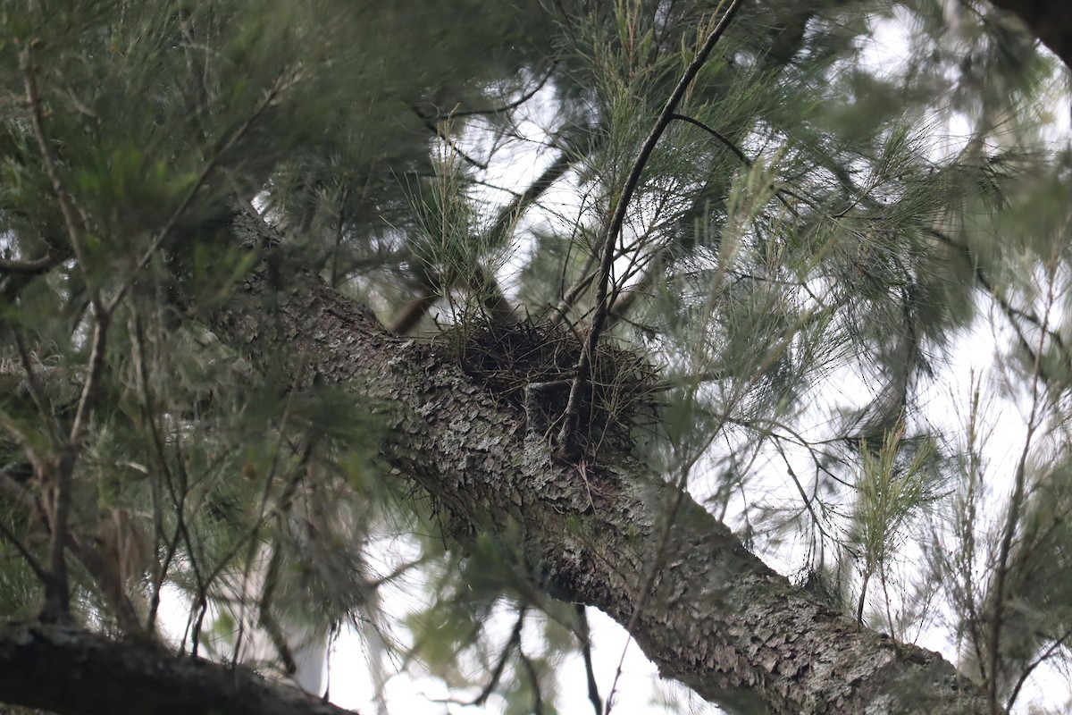 eBird Checklist - 27 Aug 2025 - Morpeth Common - 1 species