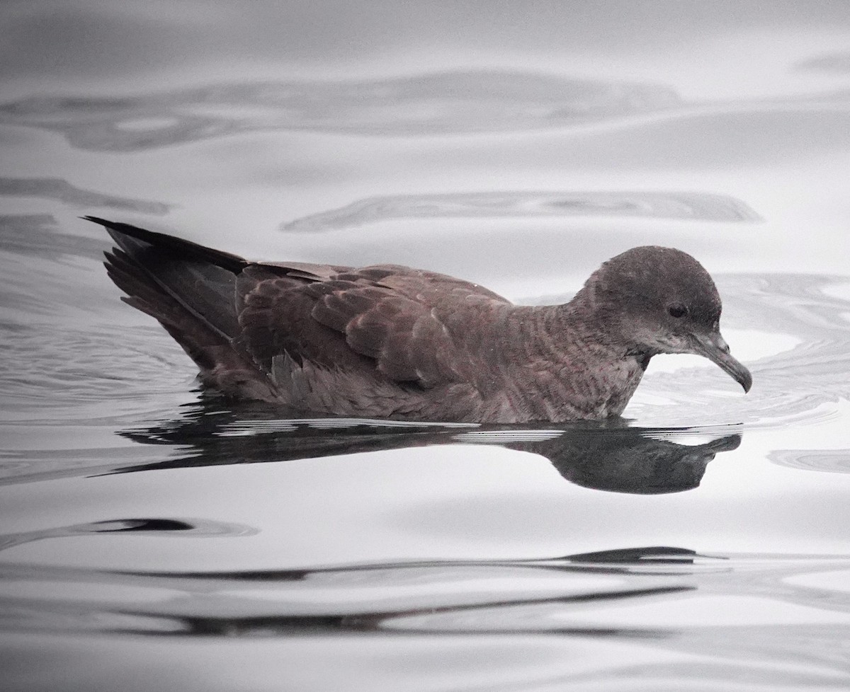 ML641030926 - Short-tailed Shearwater - Macaulay Library