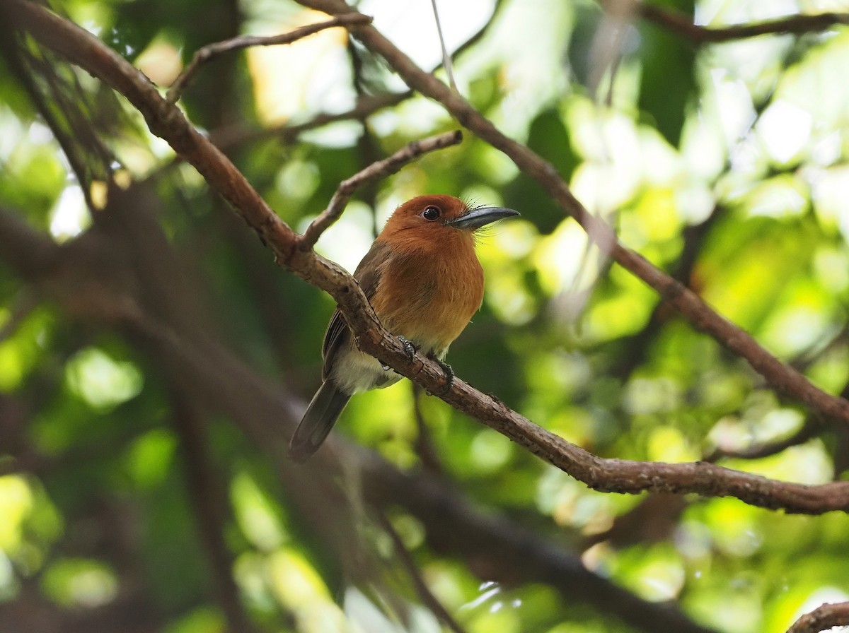 eBird Checklist - 29 Aug 2025 - Lago Manacapuru - 13 species