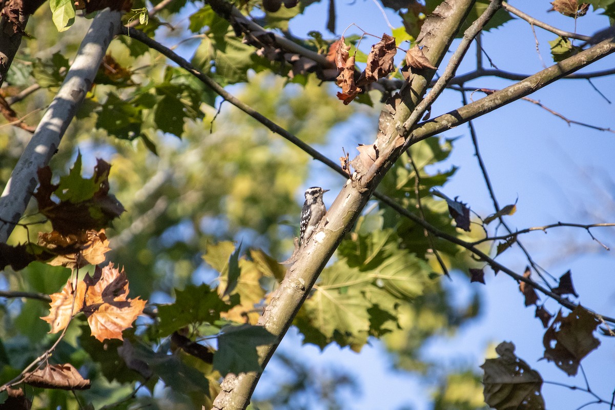 eBird Checklist - 30 Aug 2025 - Shelby Bottoms Nature Center - 20 species