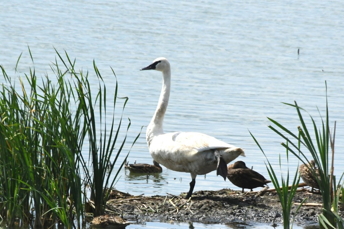eBird Checklist - 29 Aug 2025 - Hart-Miller Island - 76 species (+3 ...