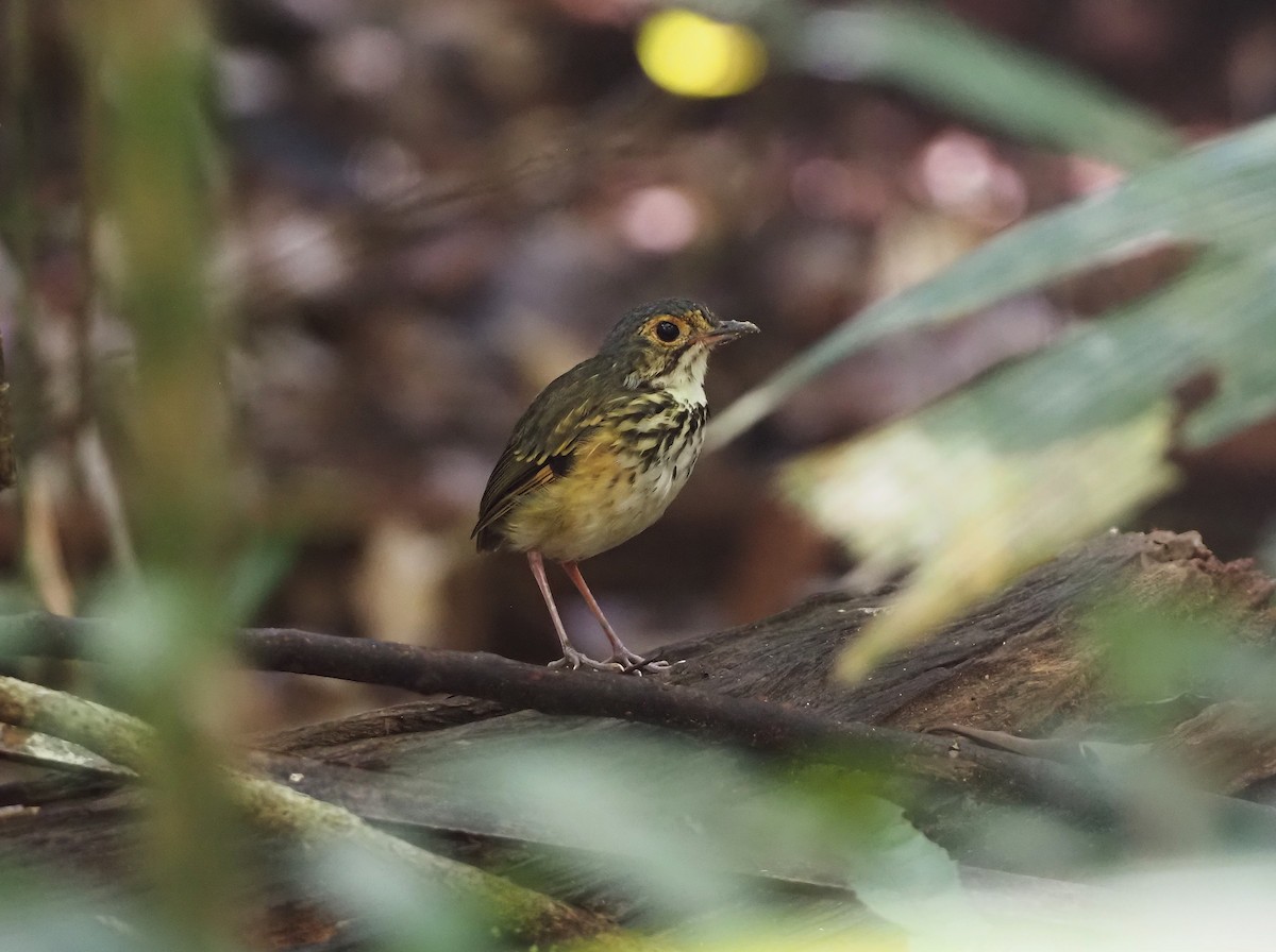 eBird Checklist - 23 Aug 2025 - Manaus--Torre ZF-2 (acesso apenas com ...