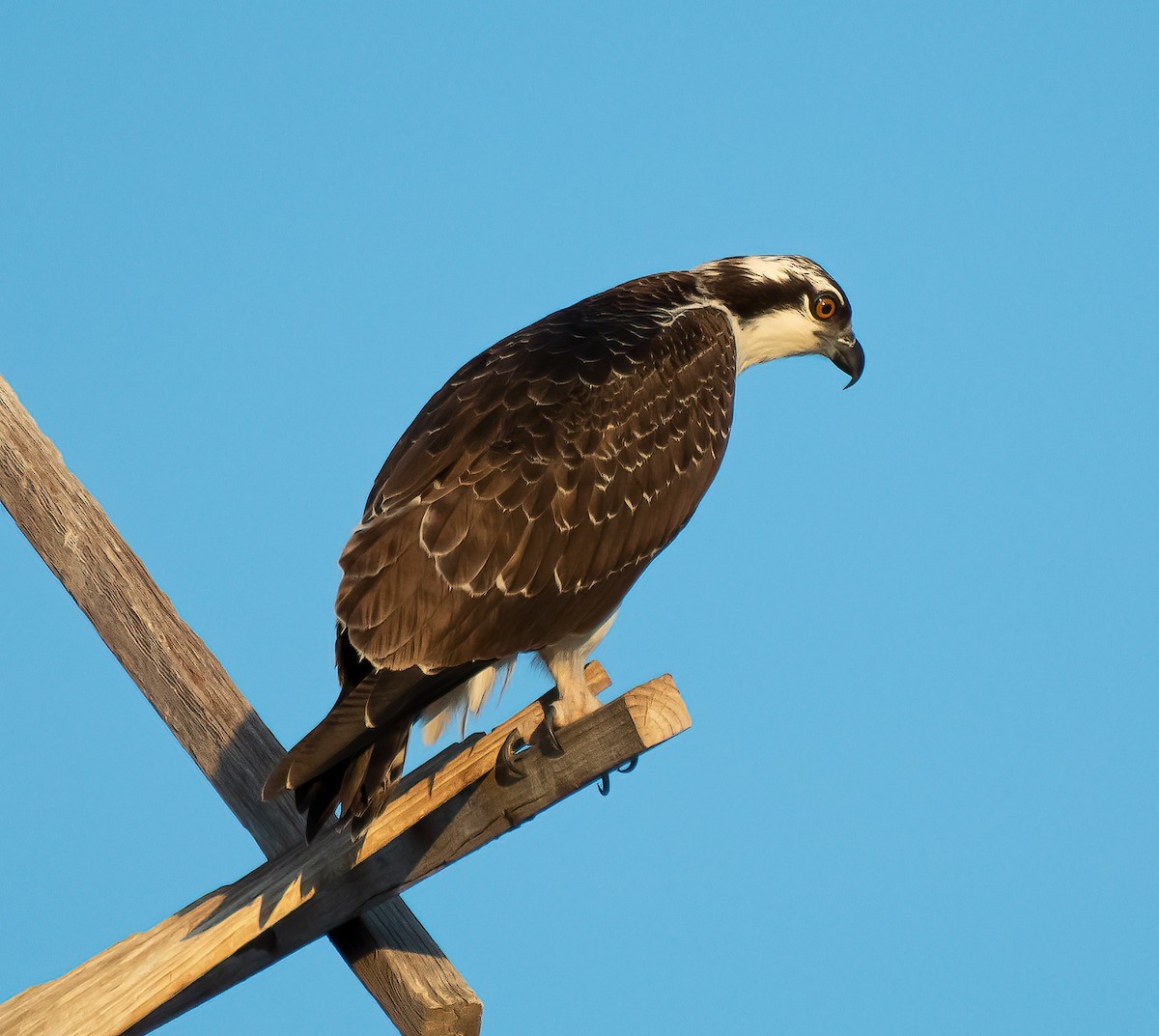 eBird Checklist - 30 Aug 2025 - Riparian Preserve at Gilbert Water ...