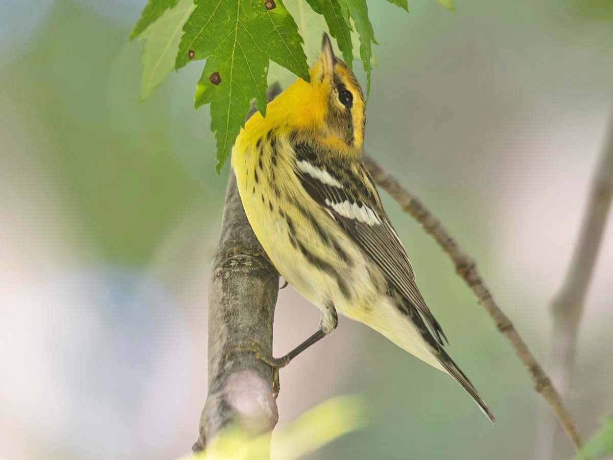 eBird Checklist - 30 Aug 2025 - Plessner Residence - 1 species