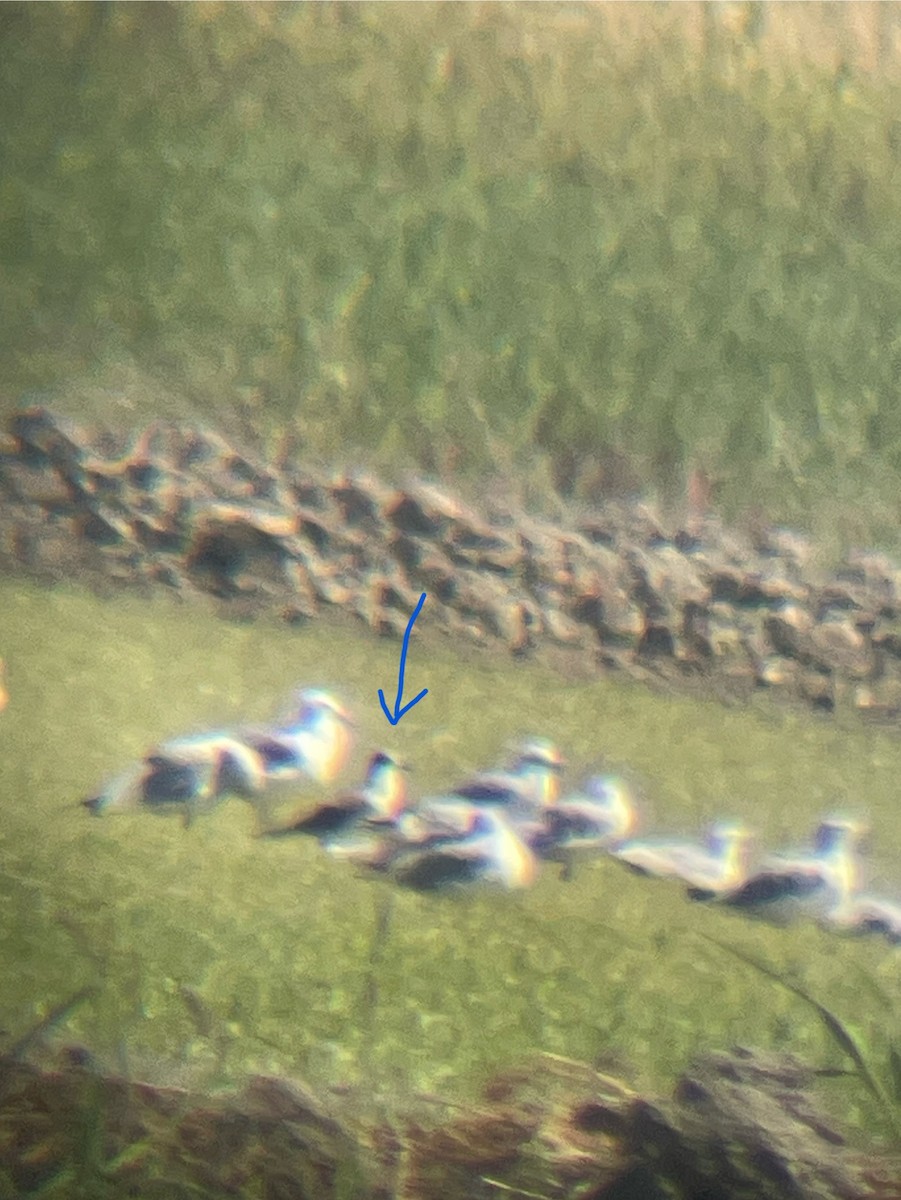 eBird Checklist - 30 Aug 2025 - Yolo Bypass Wildlife Area - 26 species