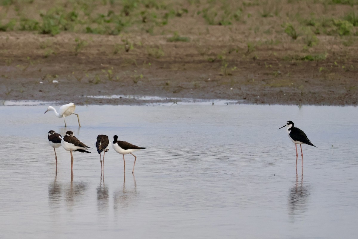 eBird Checklist - 30 Aug 2025 - Mertz Rd./MO-H Intersection - 8 species