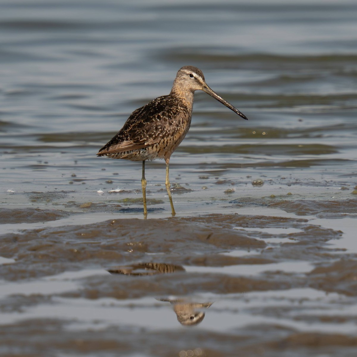 eBird Checklist - 30 Aug 2025 - Cold Springs NWR - 24 species