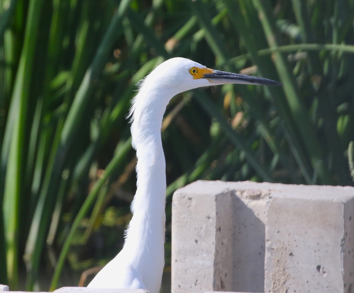 eBird Checklist - 30 Aug 2025 - Carson Lake - 36 species